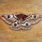 Cornelia Jensen | insects