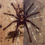 Cornelia Jensen | insects