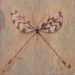 Cornelia Jensen | insects